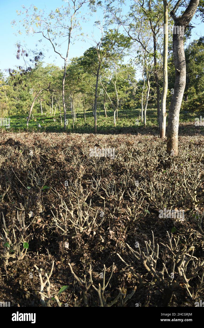 Pruned tea bushes at regular interval to maintain the height and ...