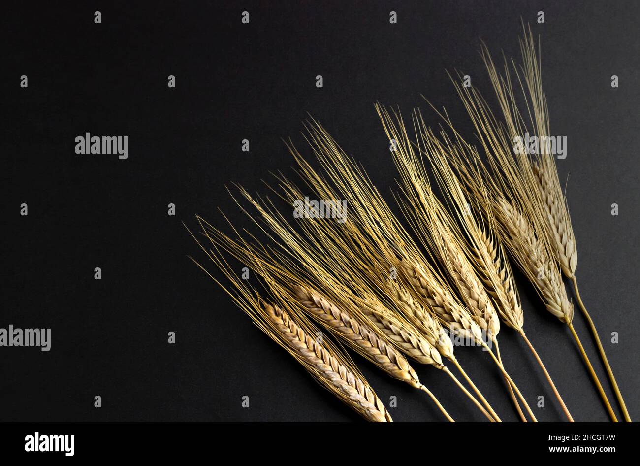 Natural,dry ears of barley in line on the black surface.Conceptual ...
