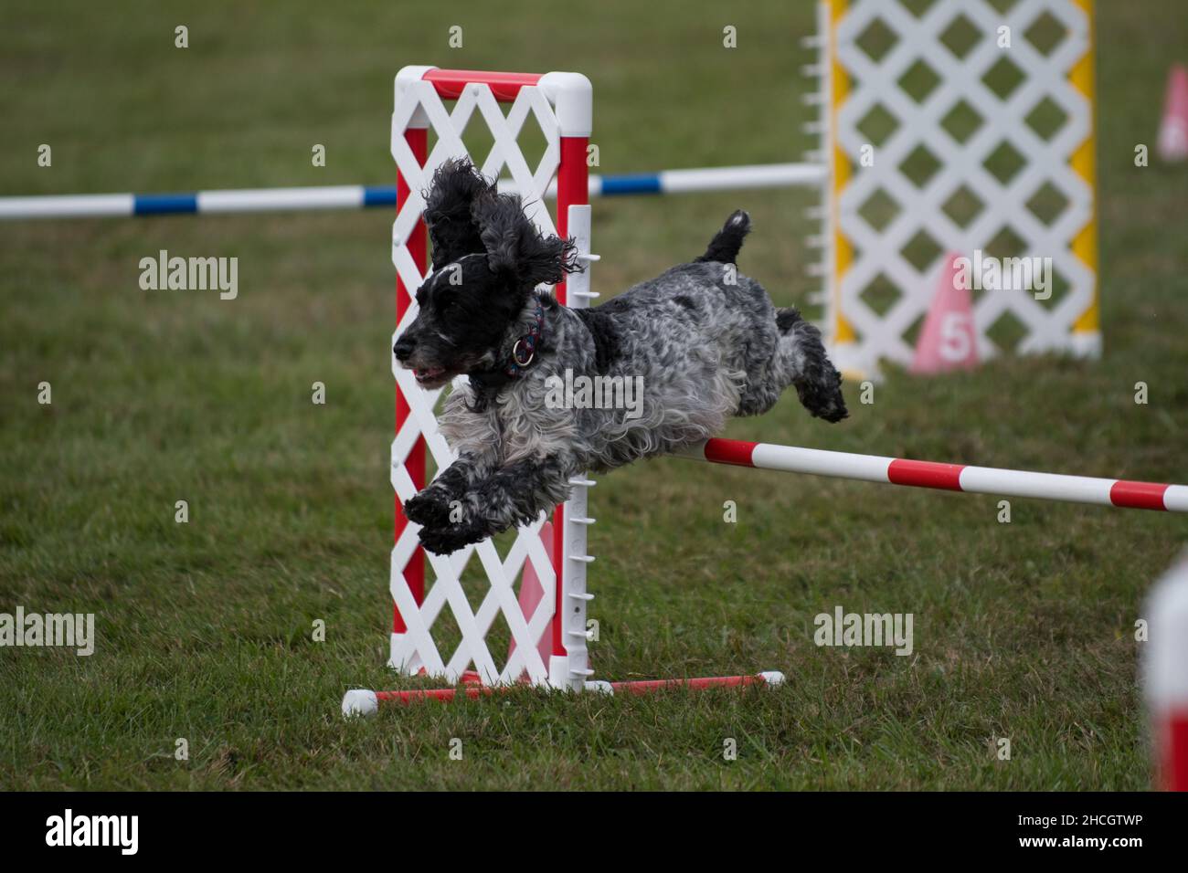 English Cocker Spaniel jumping over hurdle at an agility competition ...