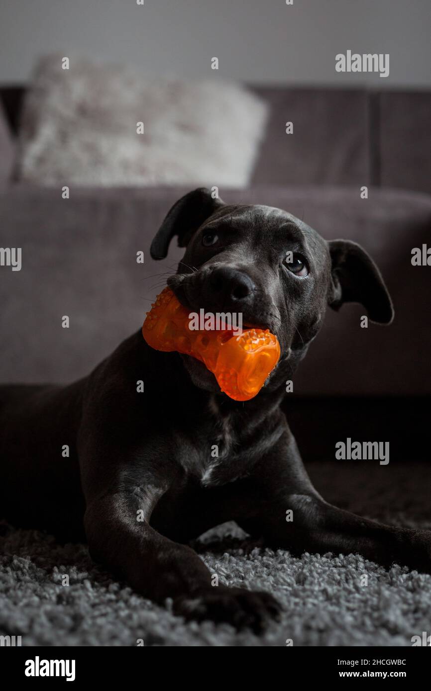 grey bluenose pitbull biting his orange toy Stock Photo - Alamy