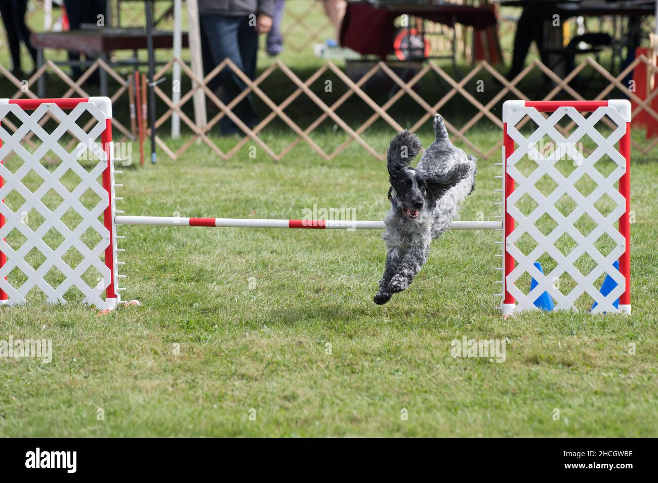 Cocker spaniel agility competition hi-res stock photography and images ...