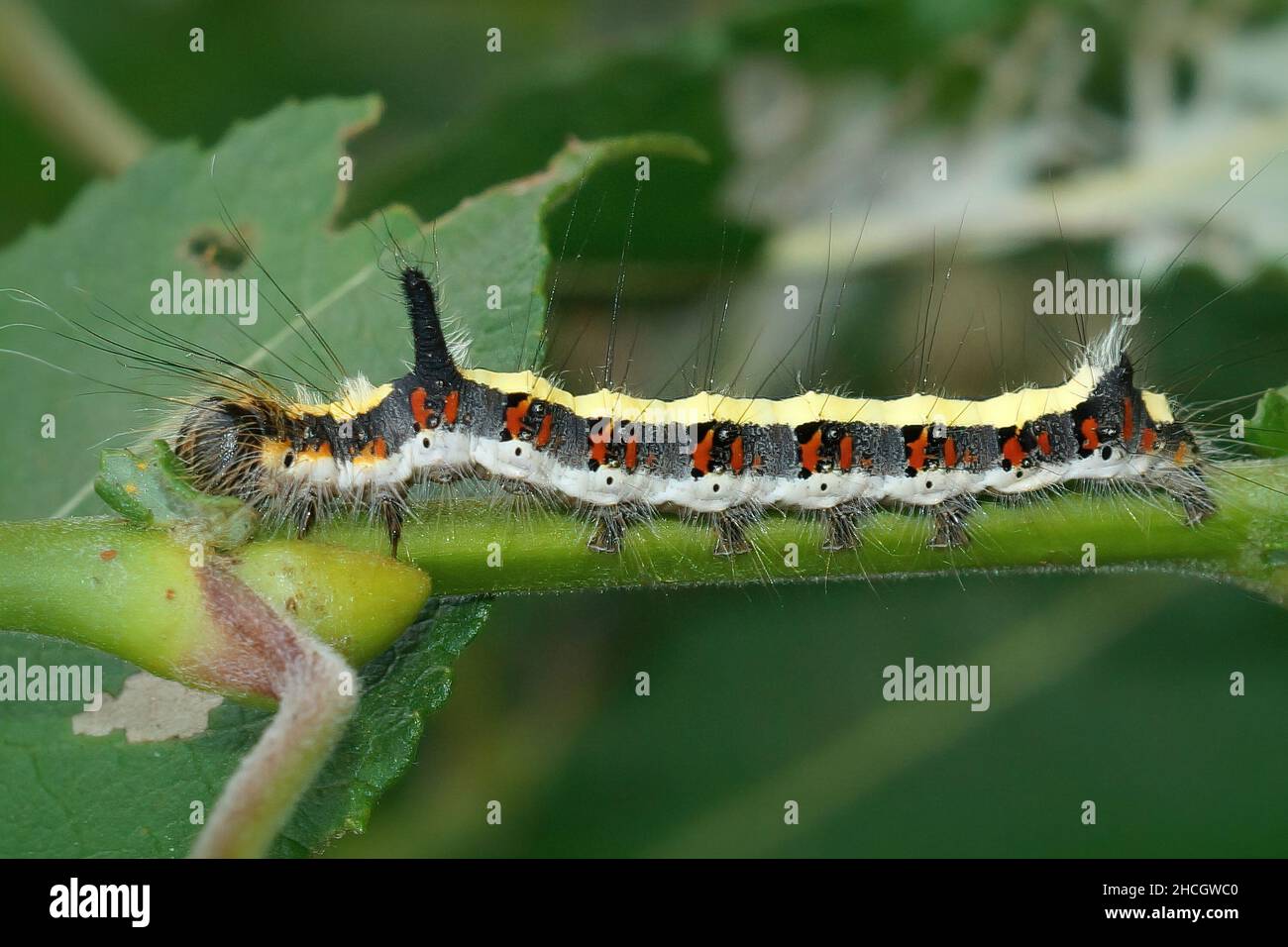 Closeup on the colorful striped caterpillar of the Dark dagger moth ...