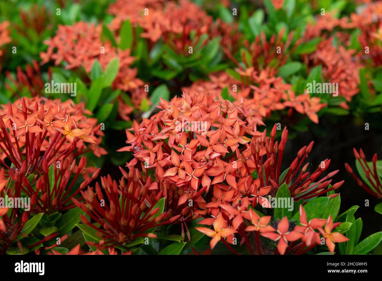 Ixora Pudica