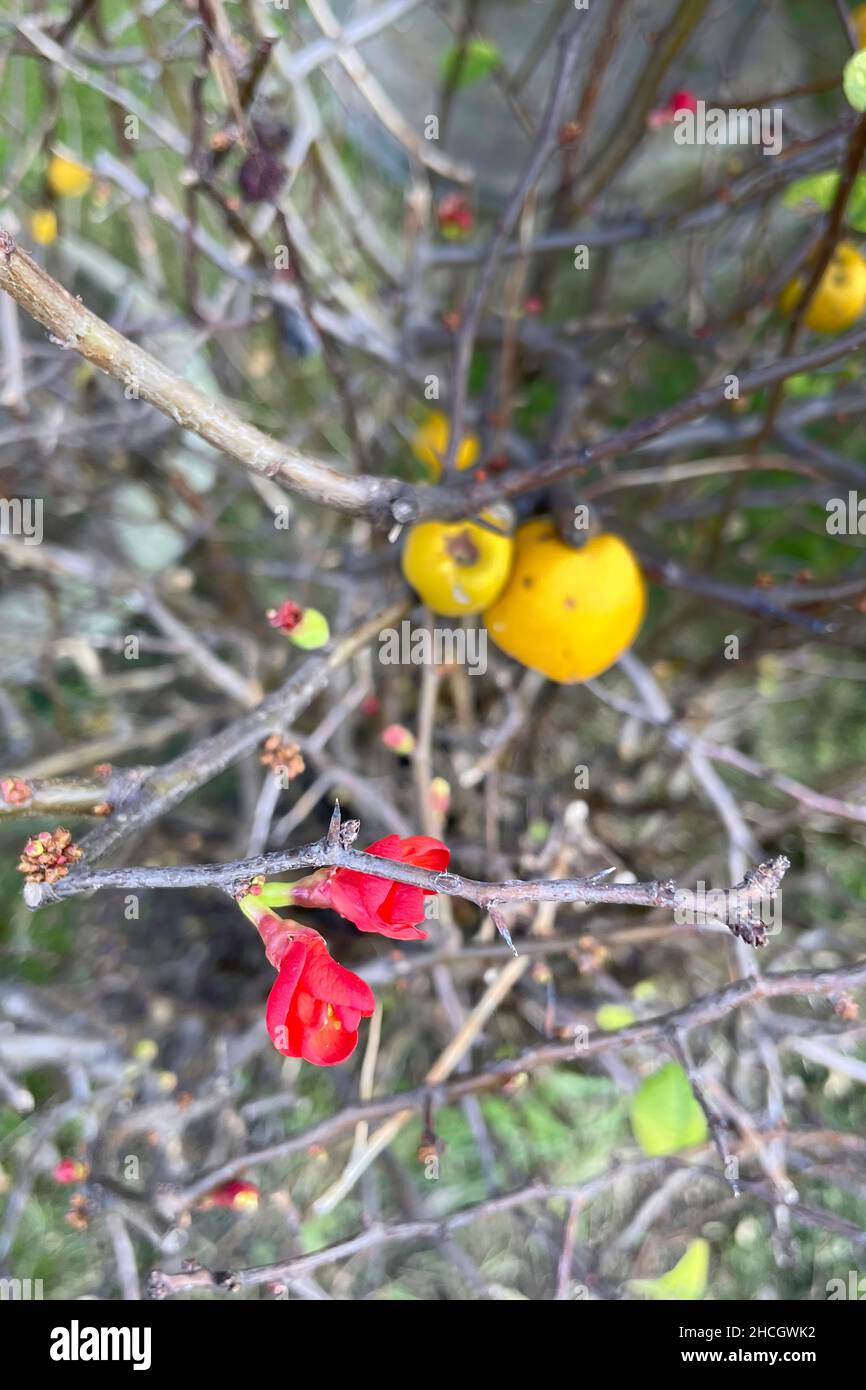 Close up flowering branch japanese hi-res stock photography and images ...