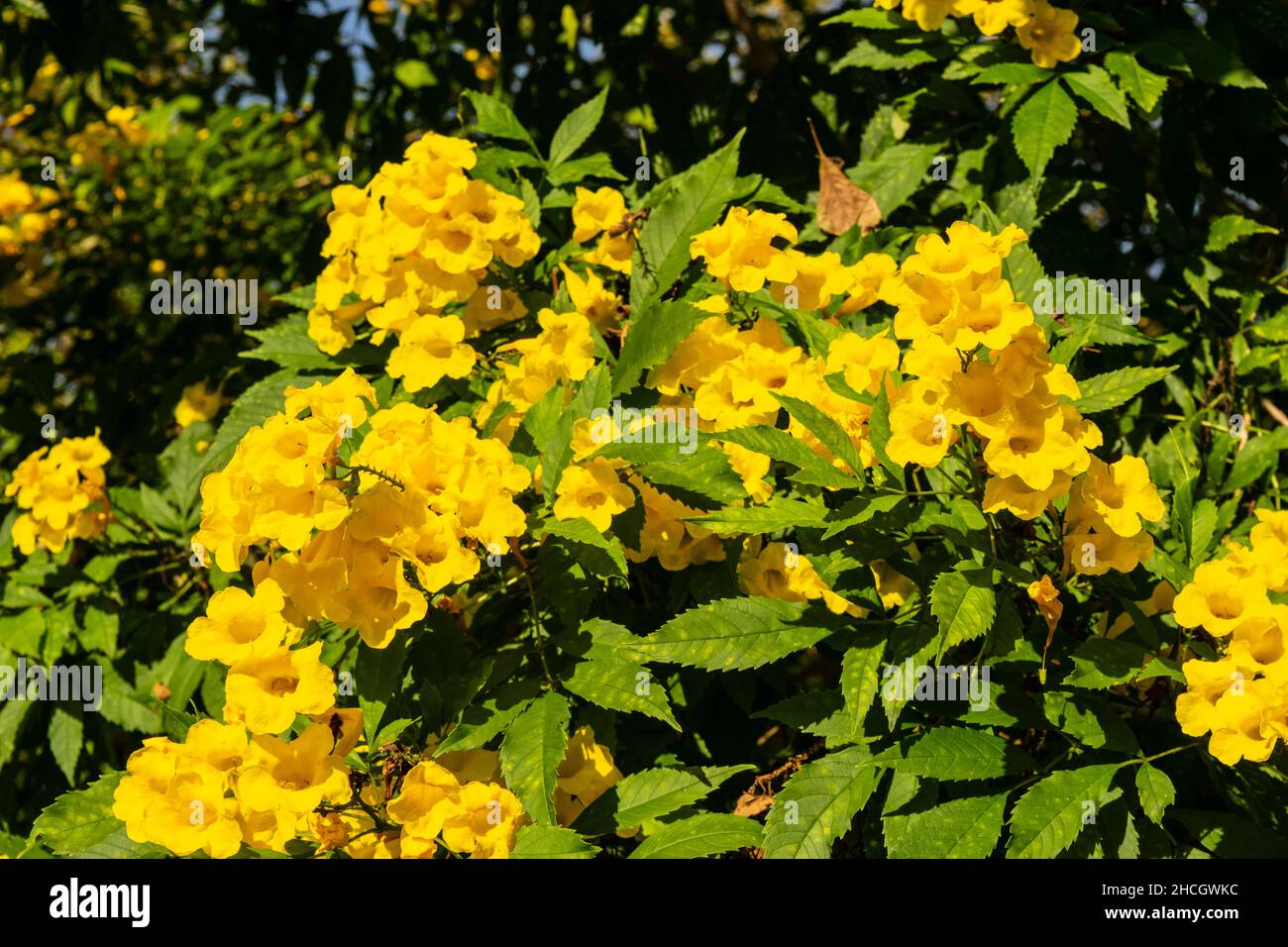 Vivid yellow flora hi-res stock photography and images - Alamy