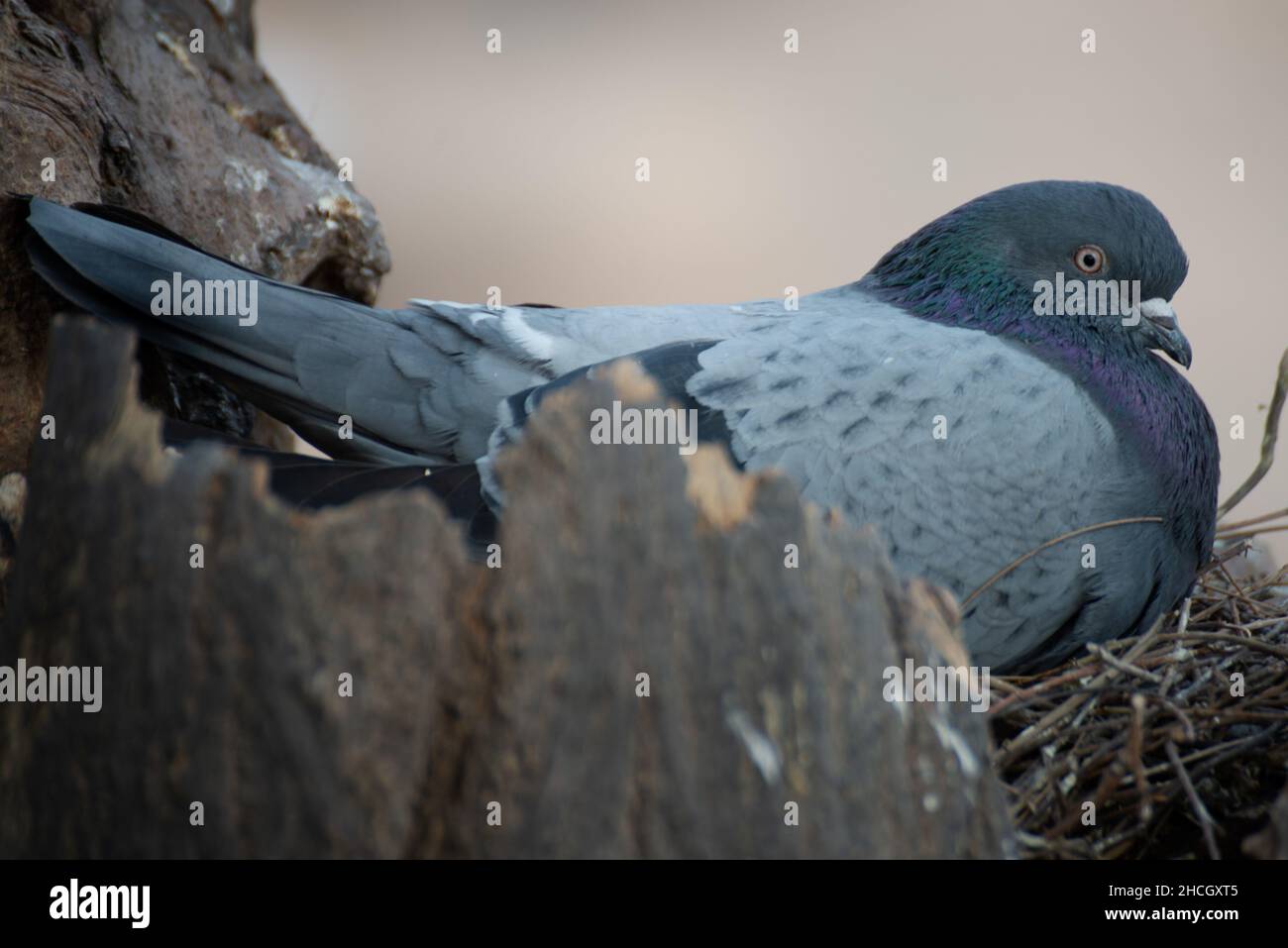 pigeon hatching eggs Stock Photo - Alamy