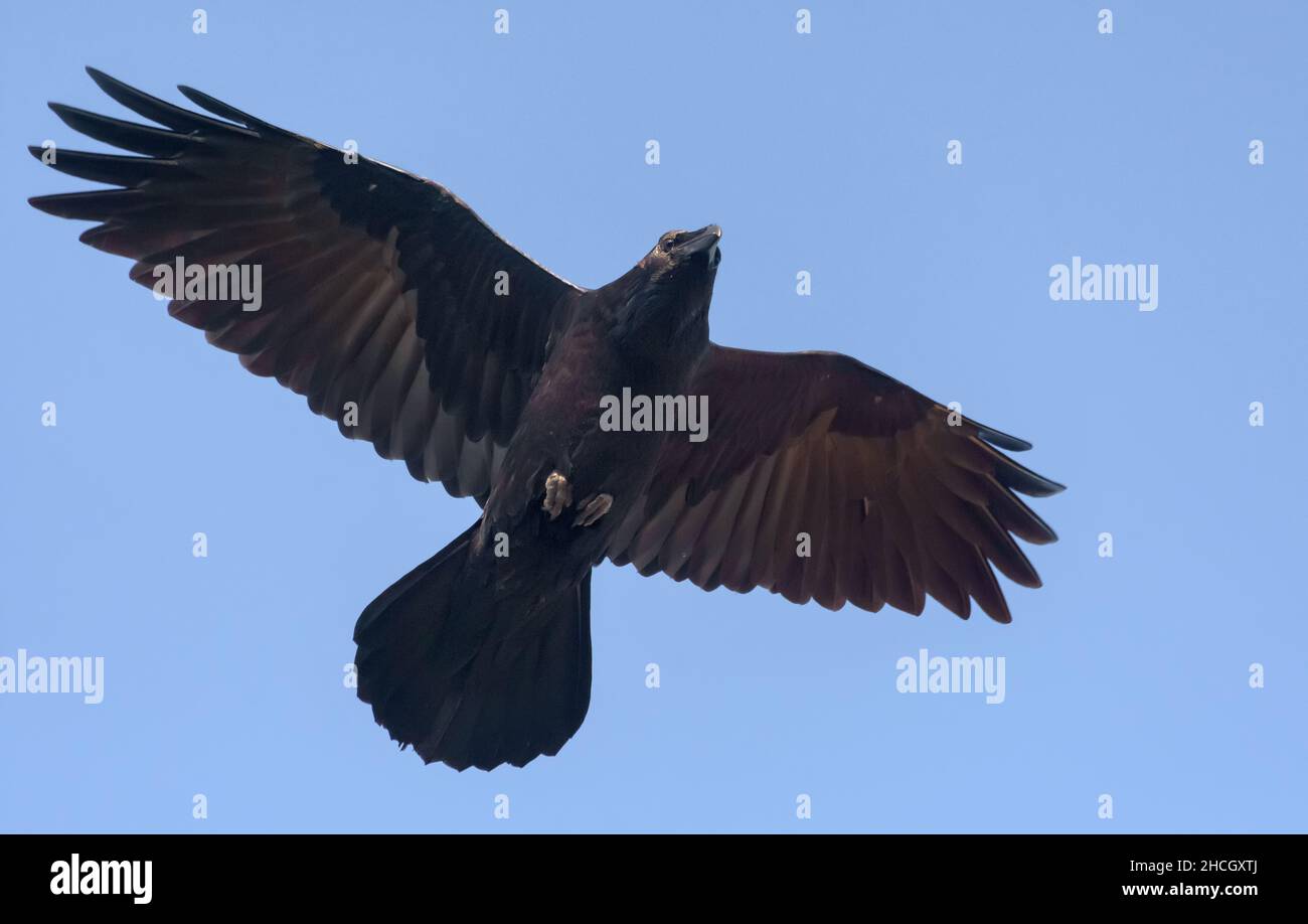 Common raven wings hi-res stock photography and images - Alamy