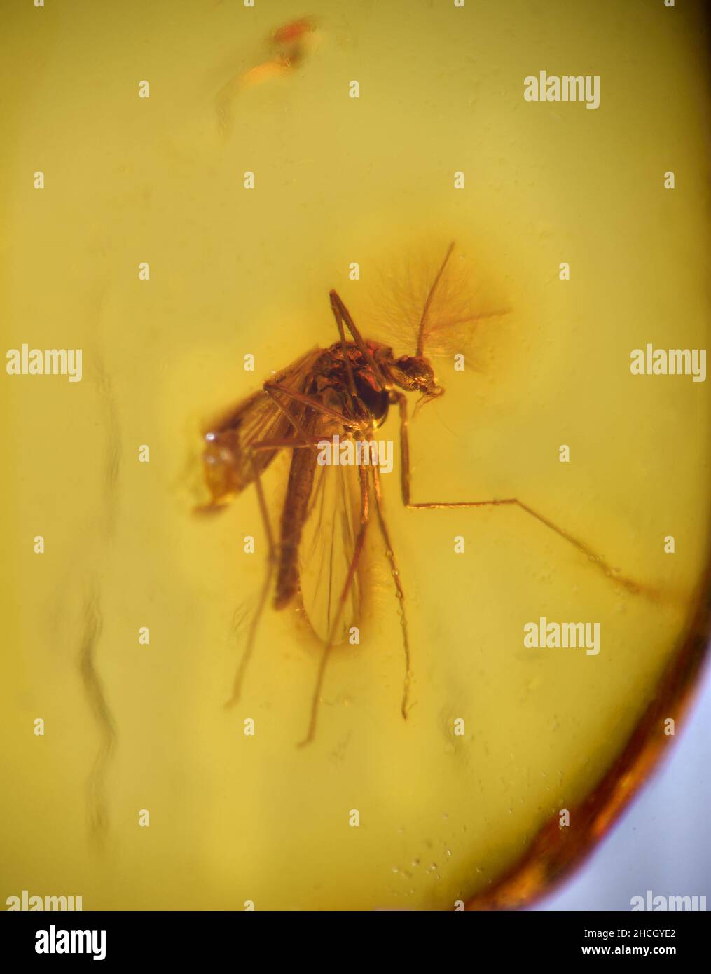 Prehistoric fly in Baltic amber Stock Photo - Alamy