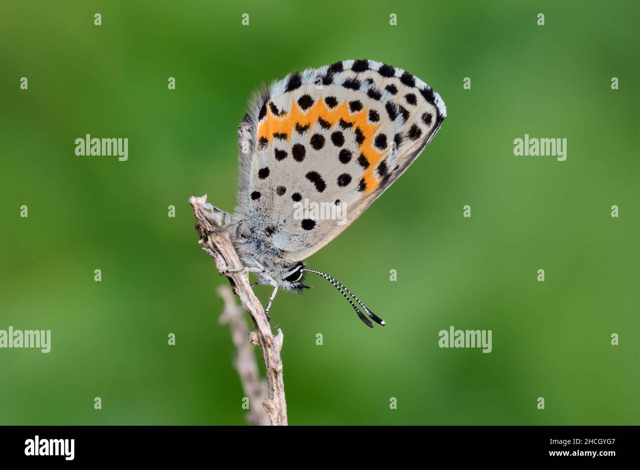 Chequered blue butterfly sitting on a dry stalk of grass, closeup ...