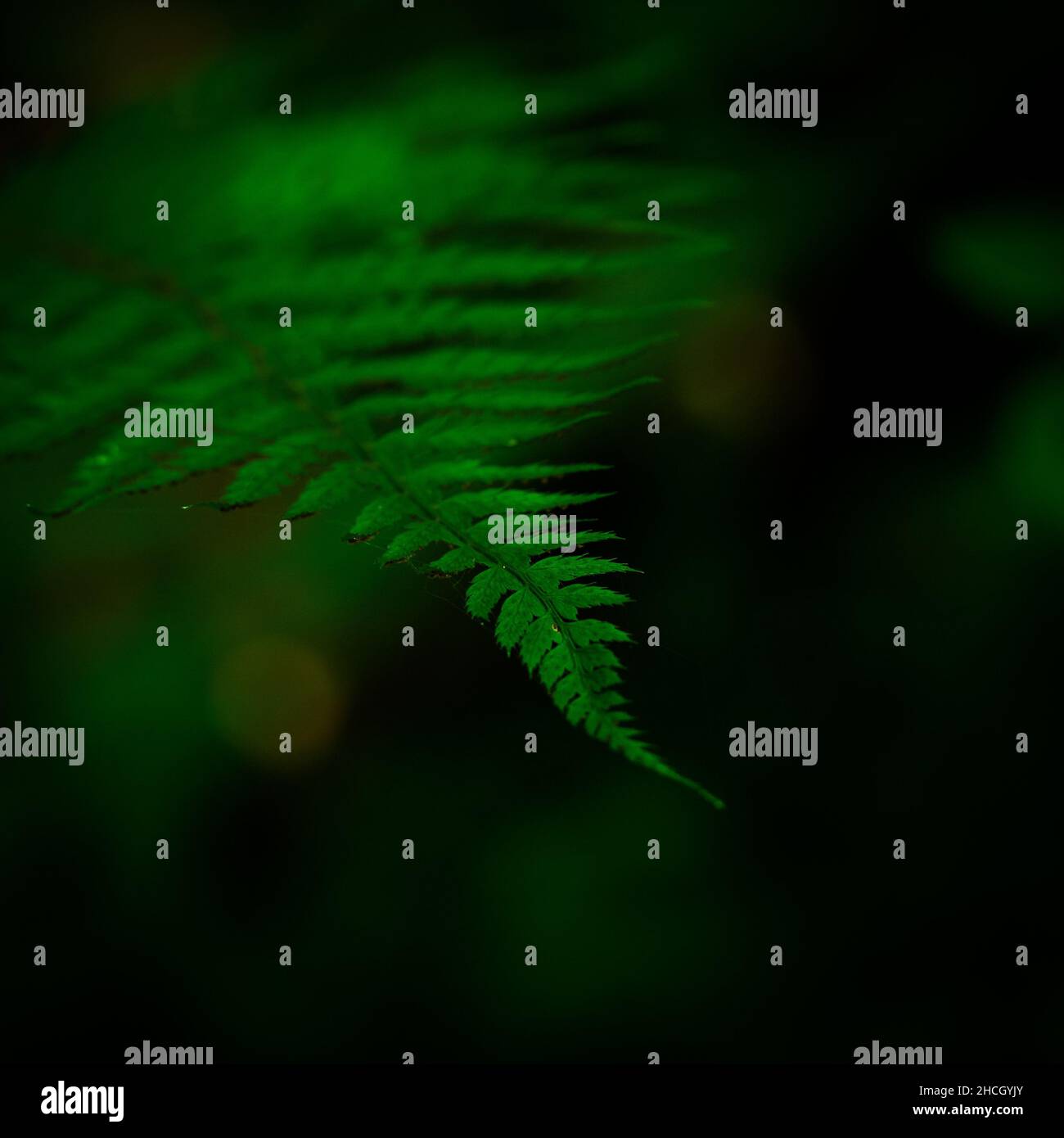 Forest fern shadows hi-res stock photography and images - Alamy
