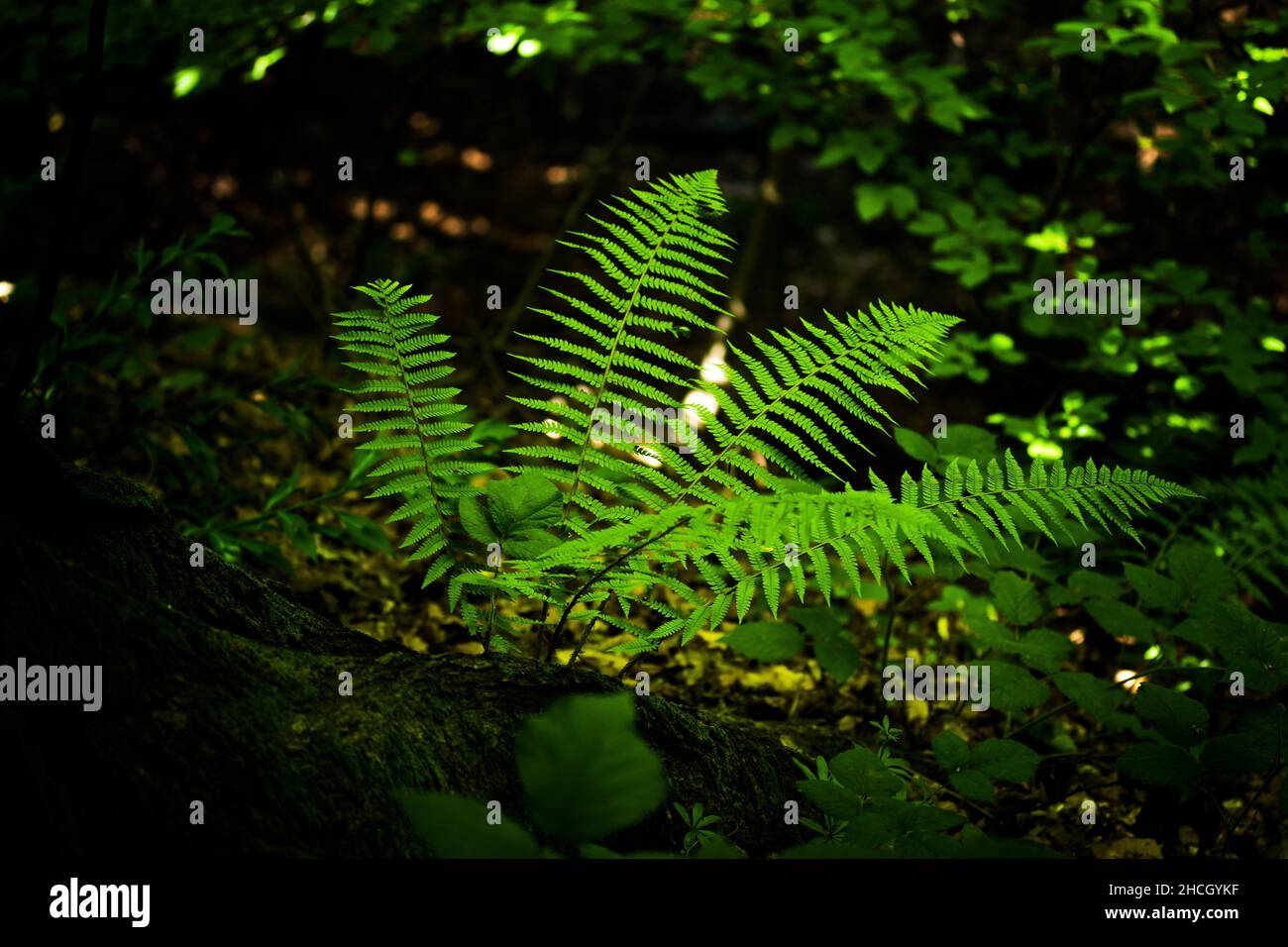 Fern in the forest ground Stock Photo - Alamy