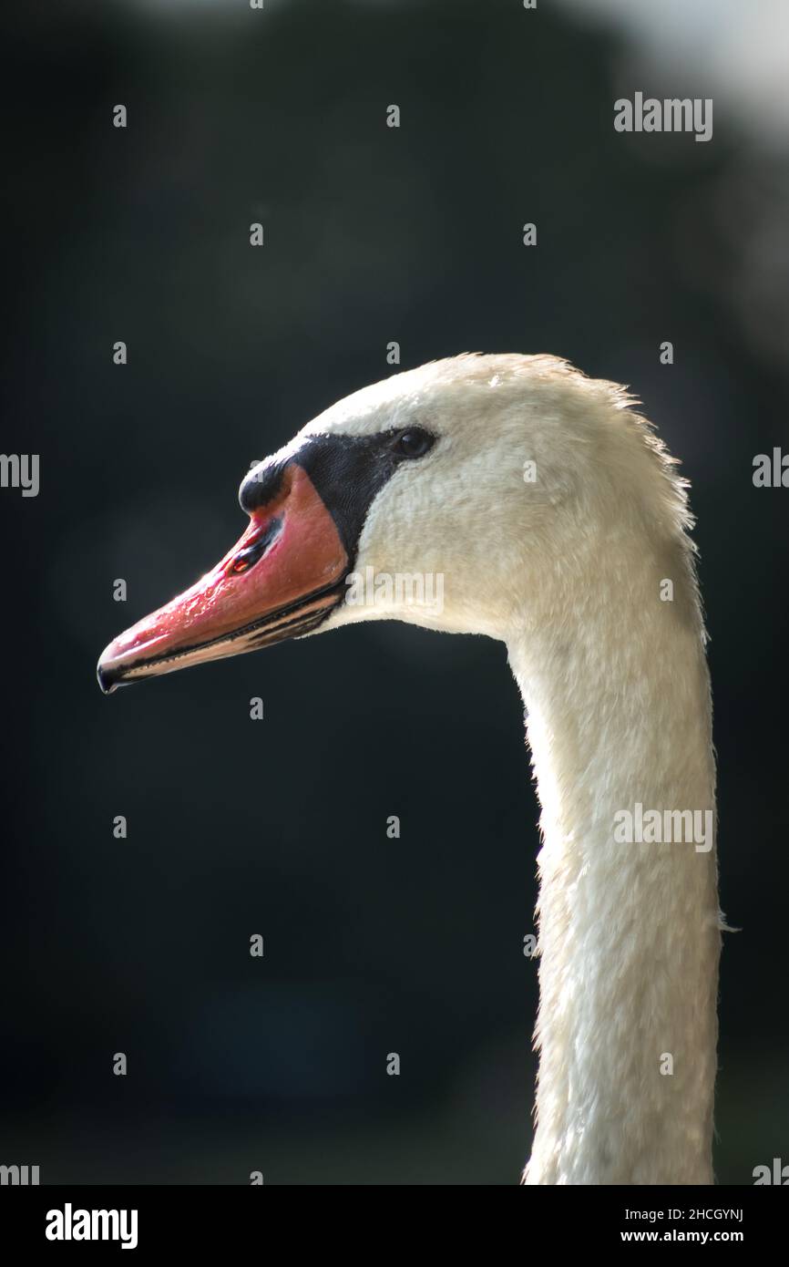 portrait of a white swan Stock Photo - Alamy
