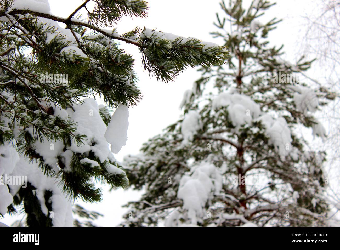 Winter in a spruce forest, spruces covered with white fluffy snow ...