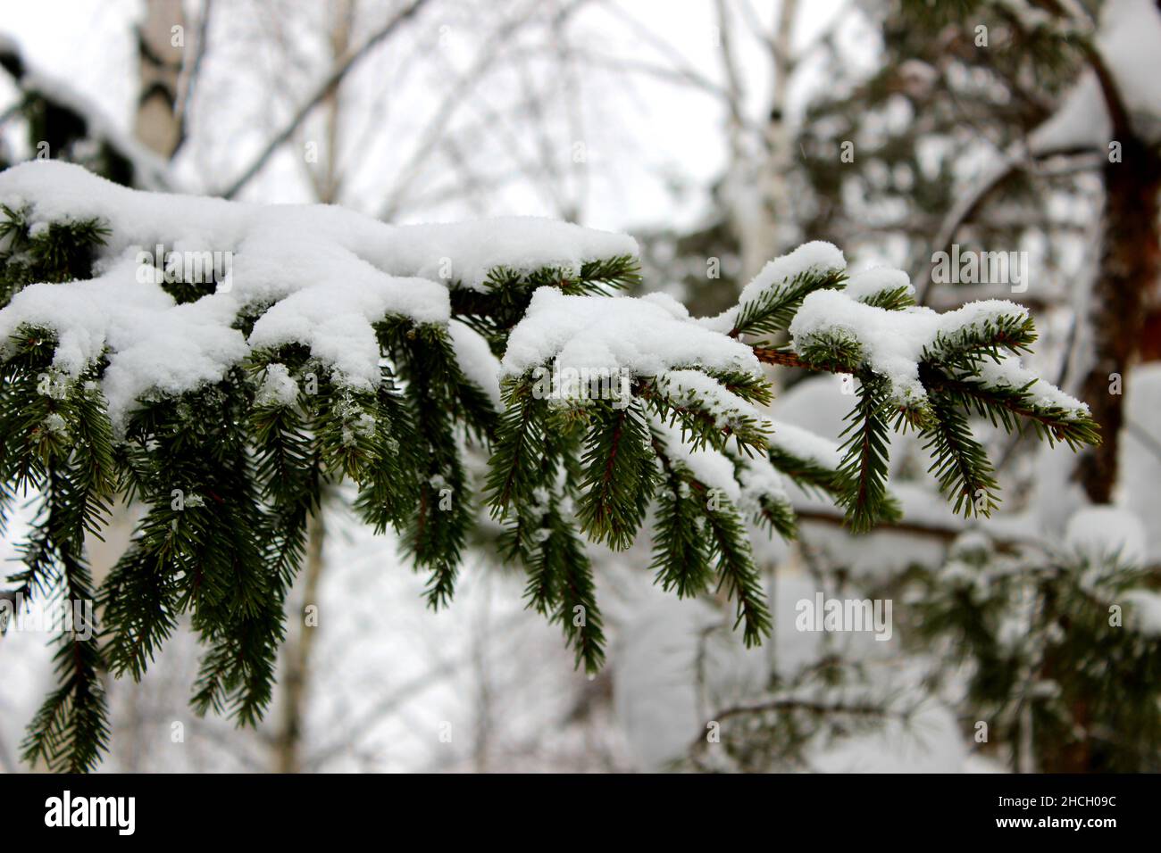 Winter in a spruce forest, spruces covered with white fluffy snow ...