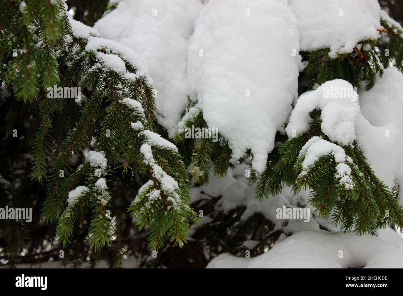 Winter in a spruce forest, spruces covered with white fluffy snow ...