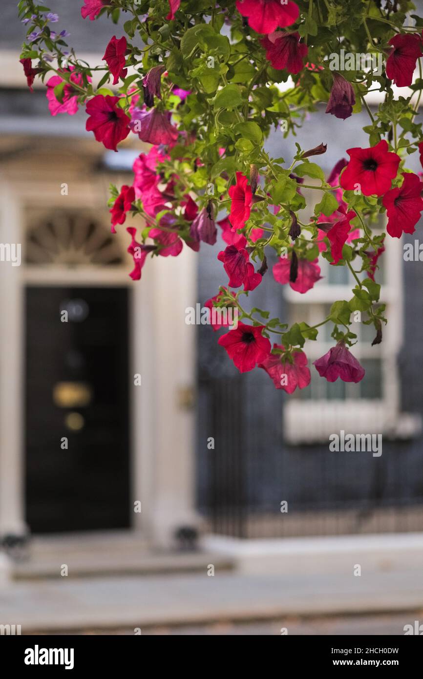 Flowers and black door of Number 10 Downing Street, entrance to the ...