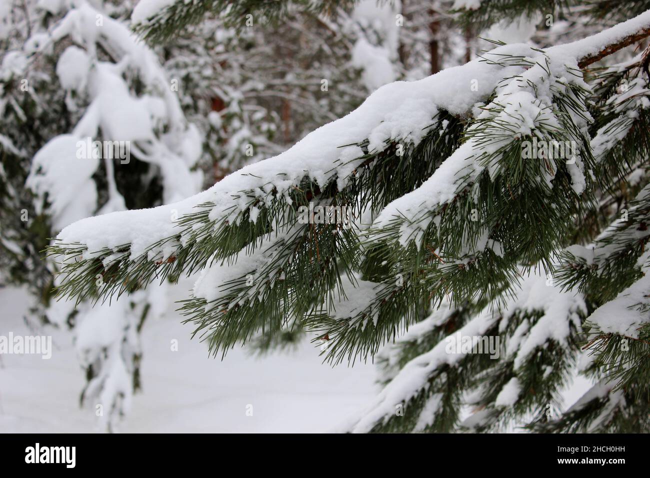 Winter in a spruce forest, spruces covered with white fluffy snow ...