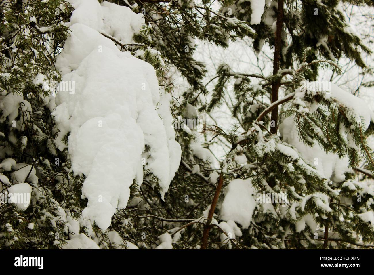 Real snow flake hi-res stock photography and images - Alamy