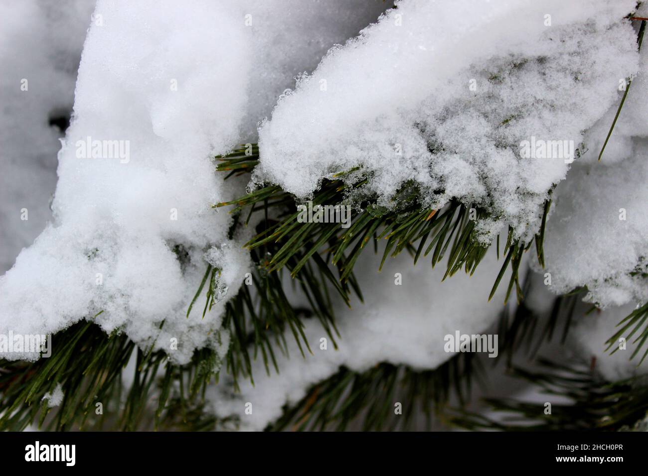 Real time tree hi-res stock photography and images - Alamy