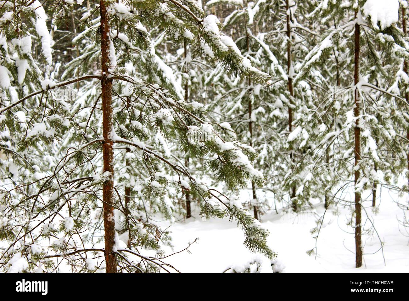frozen winter landscape snowy forest Stock Photo - Alamy