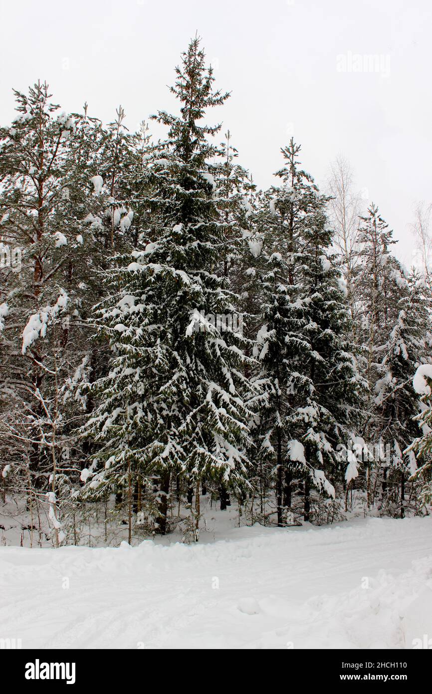 frozen winter landscape snowy forest Stock Photo - Alamy