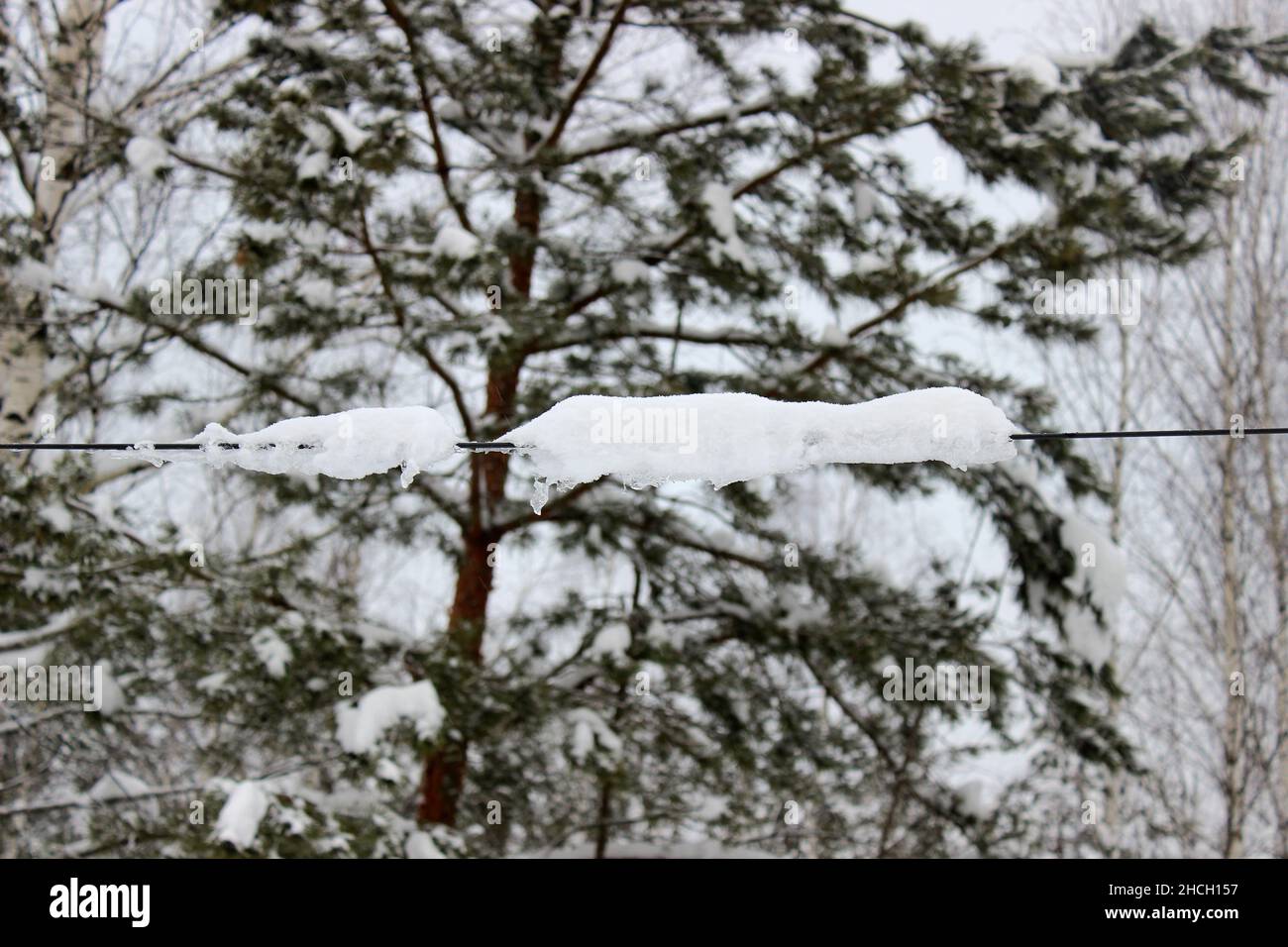winter, all around white snow frozen wires in the forest Stock Photo ...
