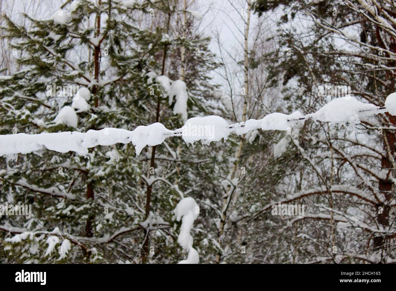 winter, all around white snow frozen wires in the forest Stock Photo ...