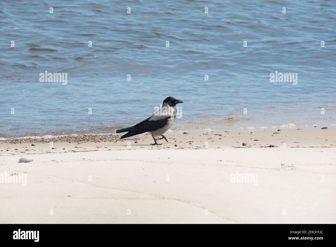 Hooded crow Corvus cornix on a beach Stock Photo - Alamy