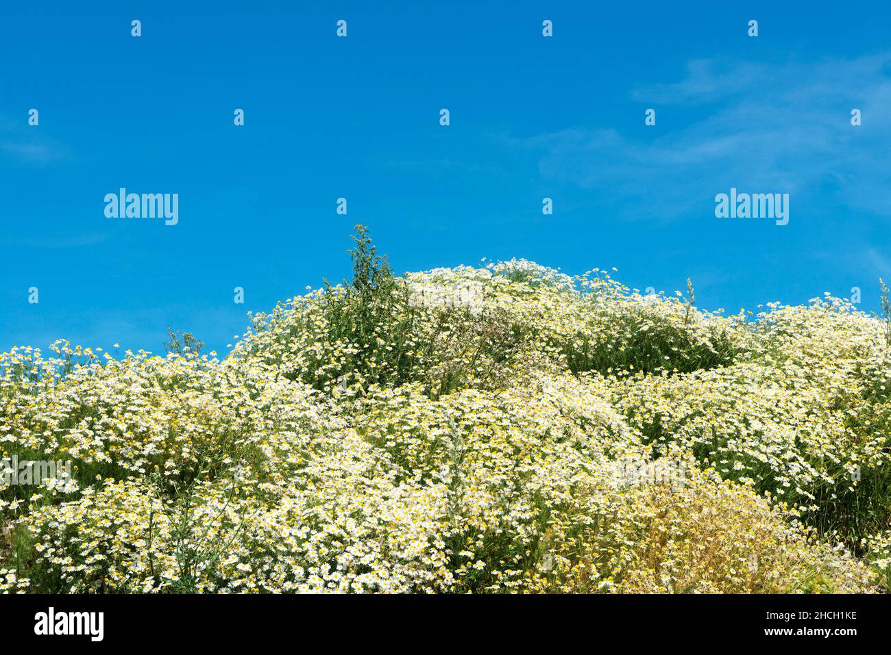 False mayweed, Tripleurospermum perforatum and blue sky Stock Photo - Alamy