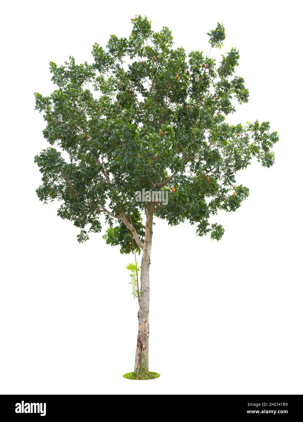 Beautiful green tree isolated on white background Stock Photo - Alamy