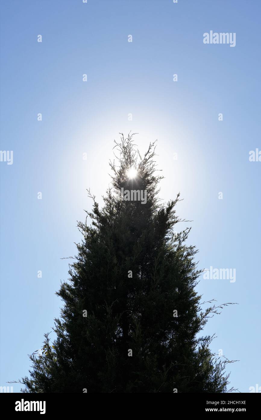 Pointed tree hi-res stock photography and images - Alamy