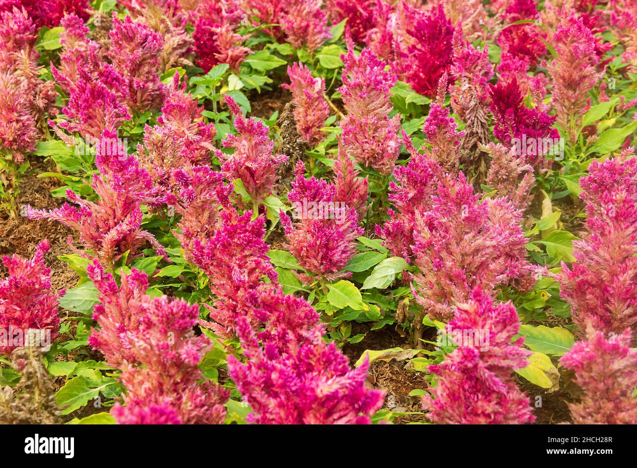 Amaranthus red spike-like inflorescence on flowerbed. Previously ...