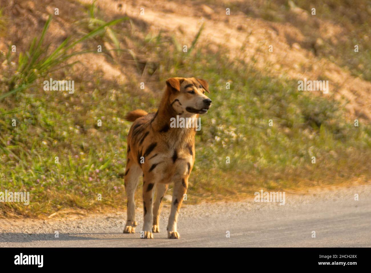 A stray dog of unusual color (tiger or hyena?) on the road. Sri Lanka ...