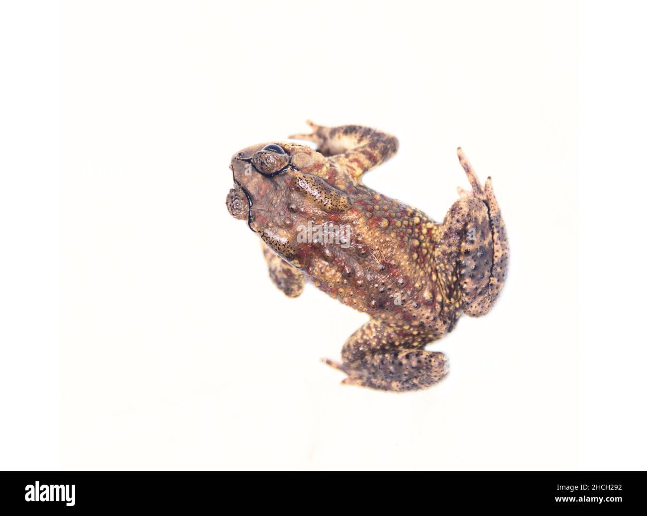 South Asian garden toad (Bufo melanostictus) from Vietnam. The ...