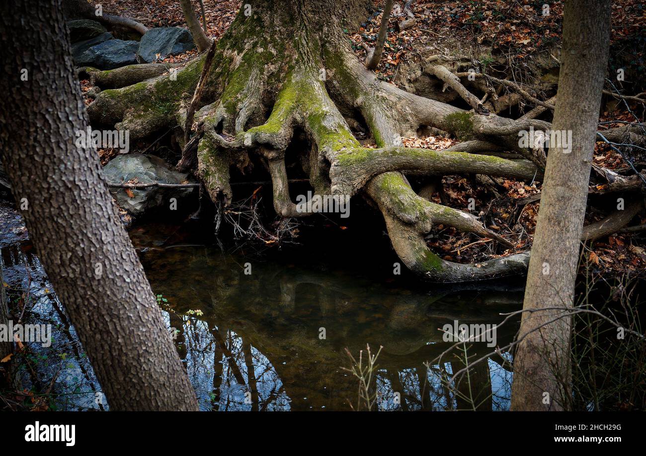 Giant tree roots on a riverbank Stock Photo - Alamy