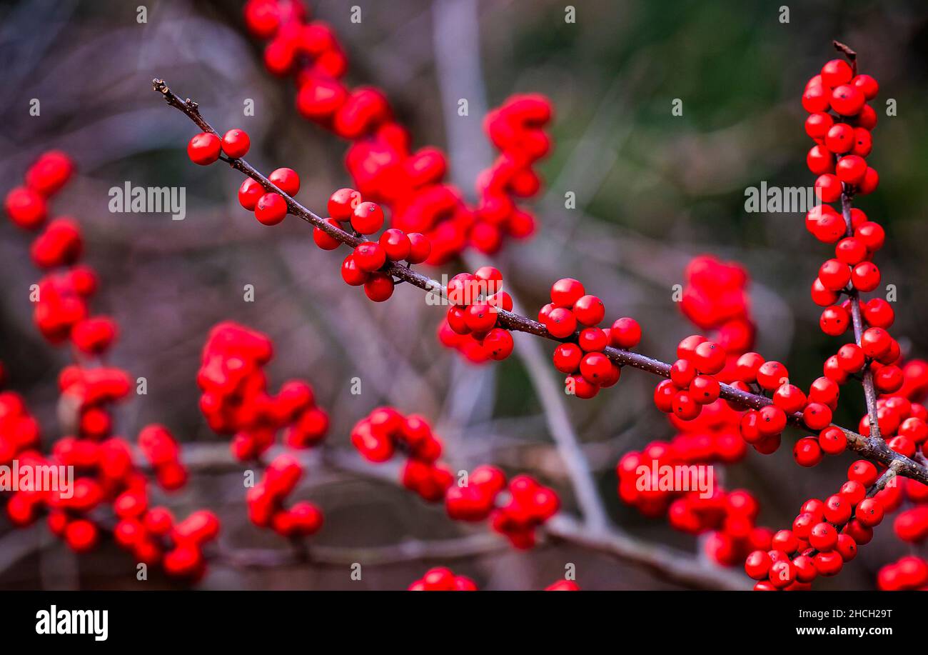 Tiny red berries hi-res stock photography and images - Alamy