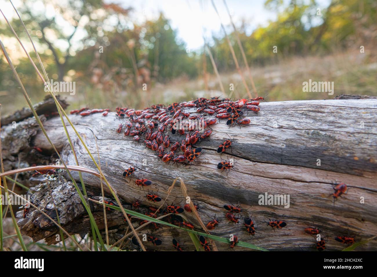 Dense accumulation of insects on tree trunk. Firebug (Pyrrhocoris ...