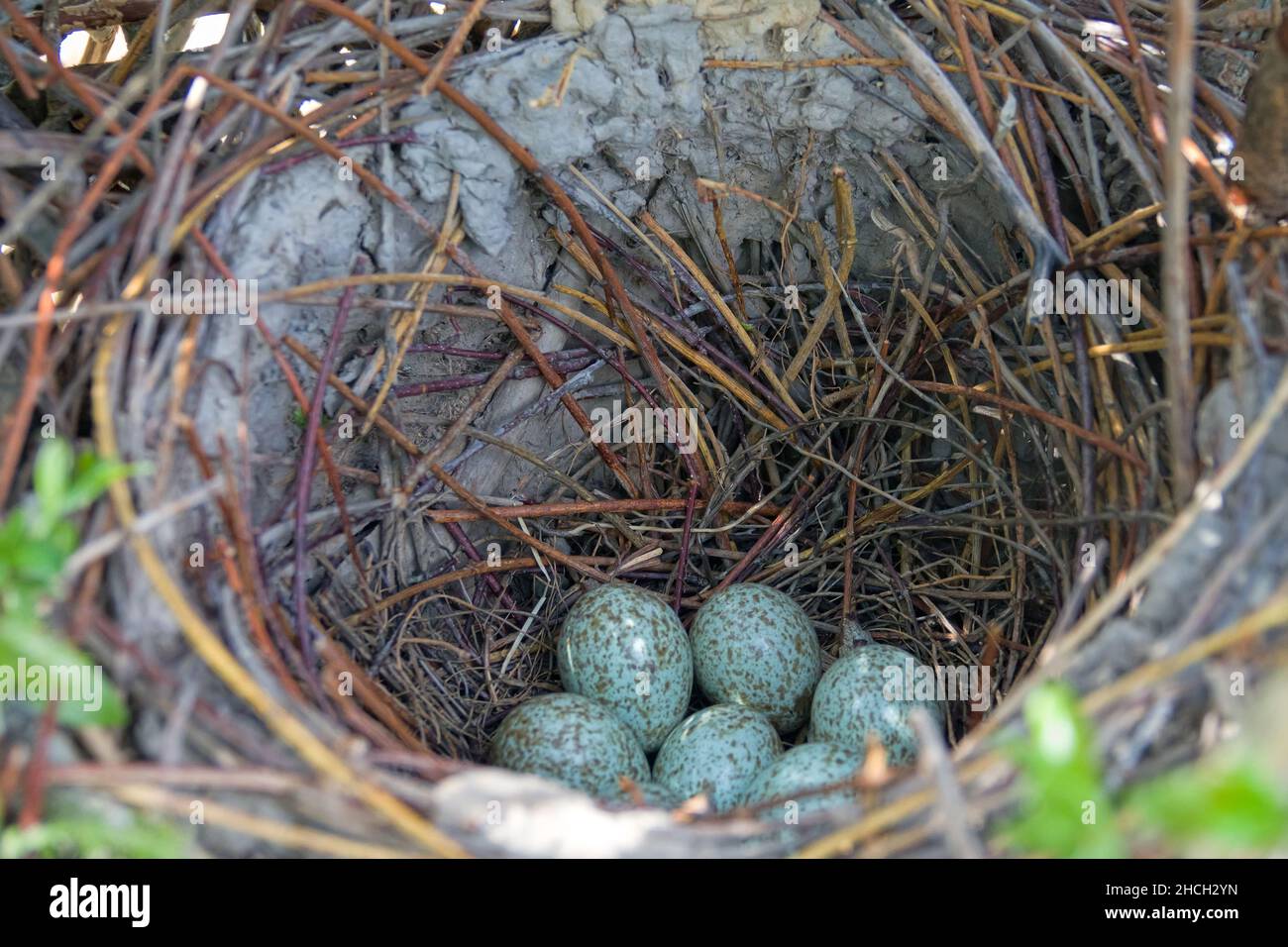 Magpie (Pica pica) nest is complex in structure. Massive elliptical ...