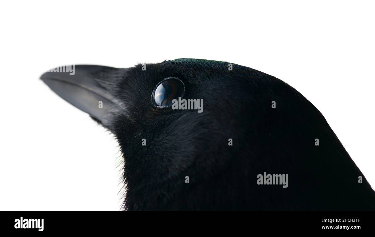 European magpie (Pica pica). Portrait of a sneaky cunning bird Stock ...