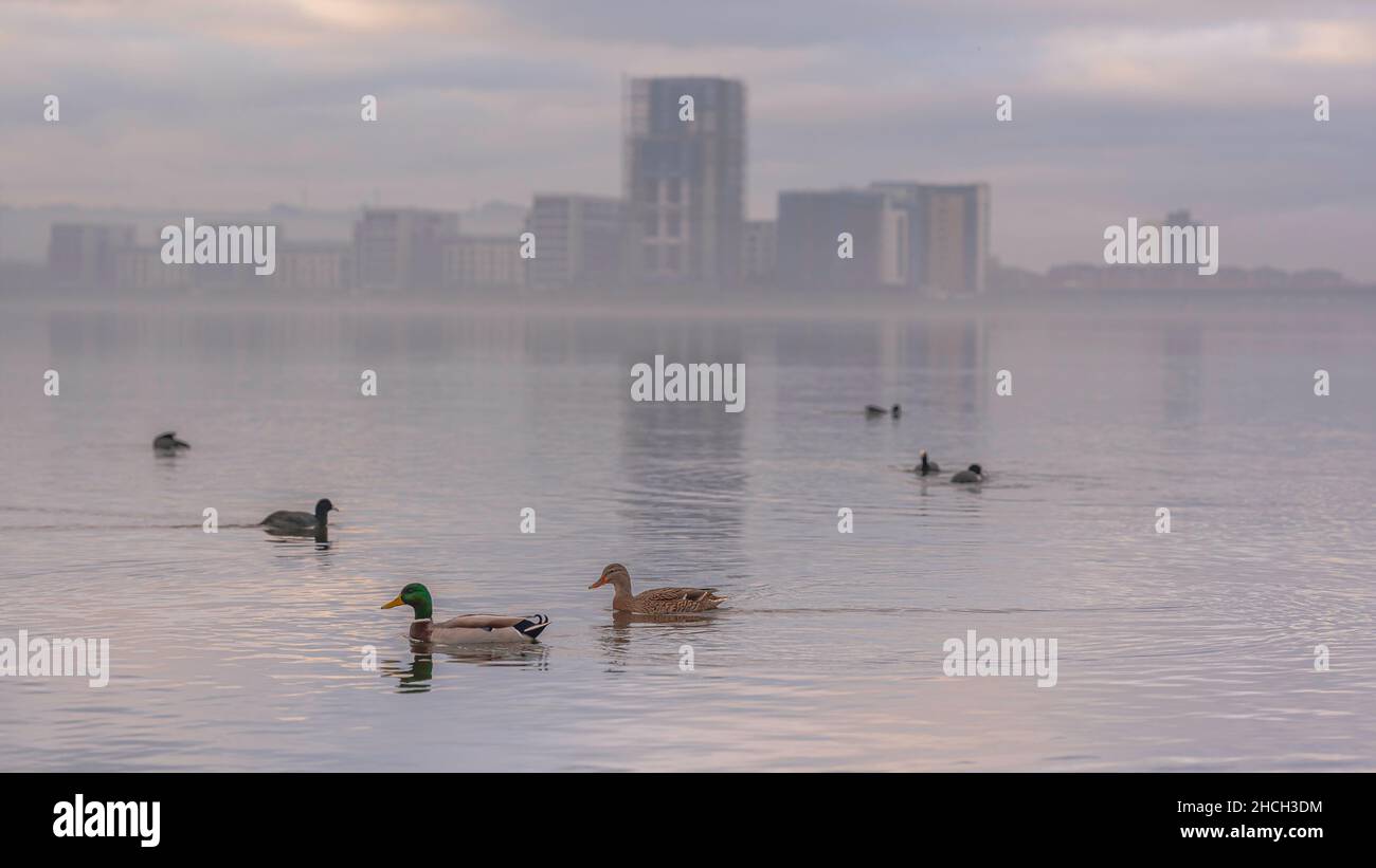 Ducks swimming in Cardiff Bay, Wales, with apartment buildings ...