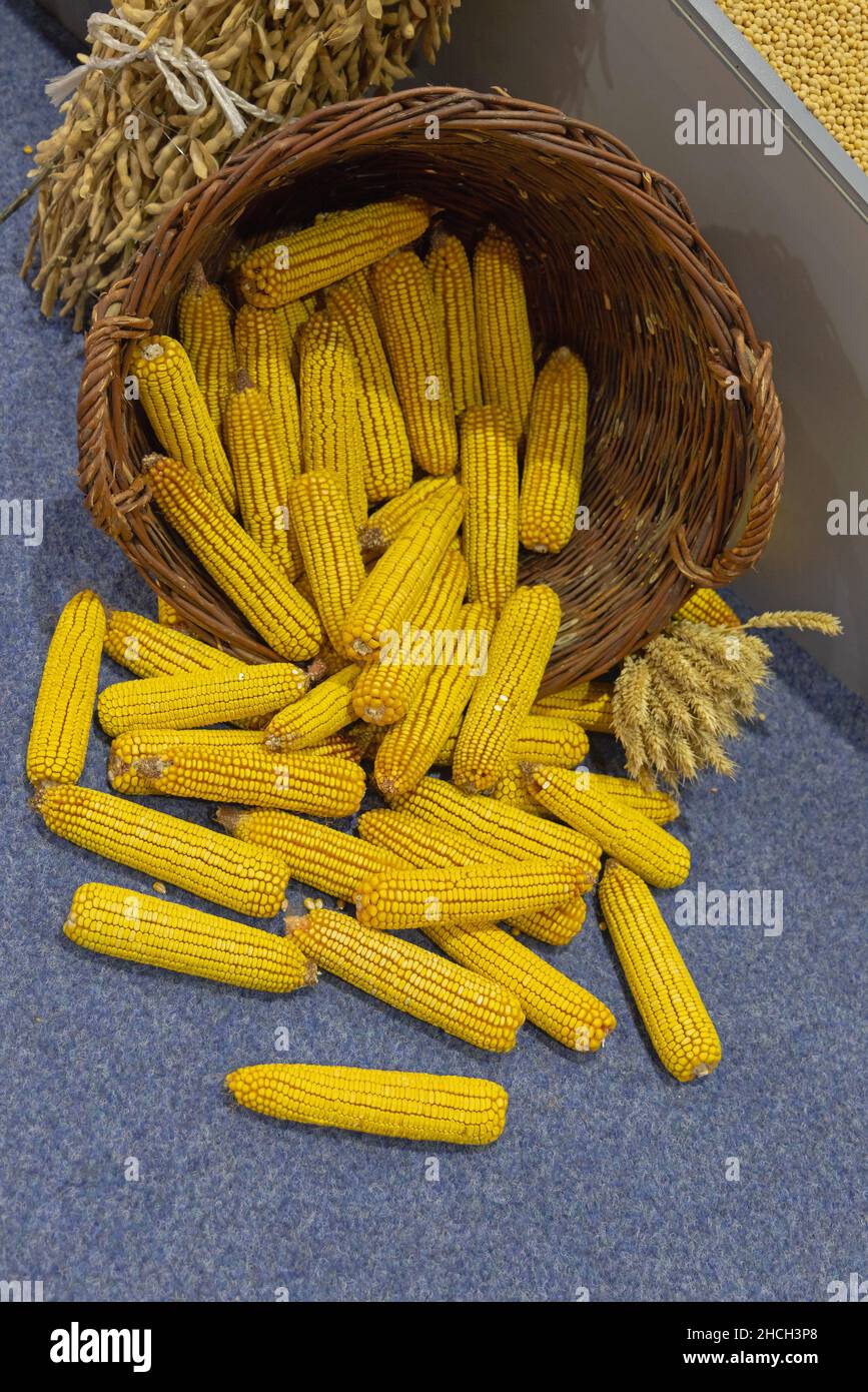 Maize Ears Corn Cobs Spill From Wicker Basket Stock Photo - Alamy
