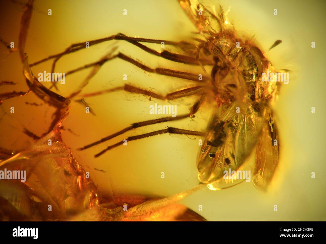 Prehistoric fly in amber hi-res stock photography and images - Alamy