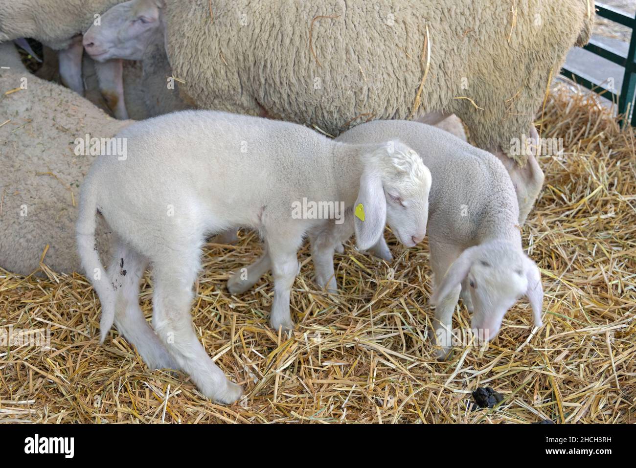 Couple of Newborn Lambs at Livestock Sheep Farm Stock Photo - Alamy