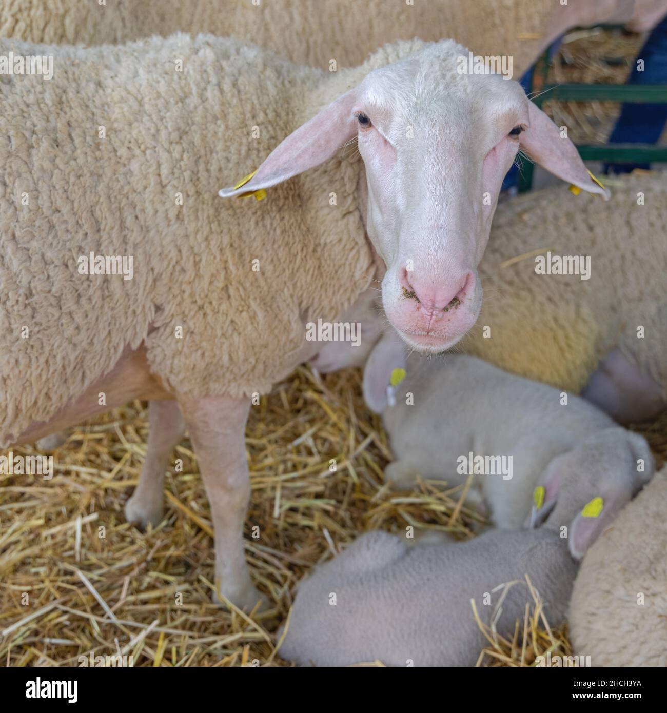 Sheep one many animals hi-res stock photography and images - Alamy