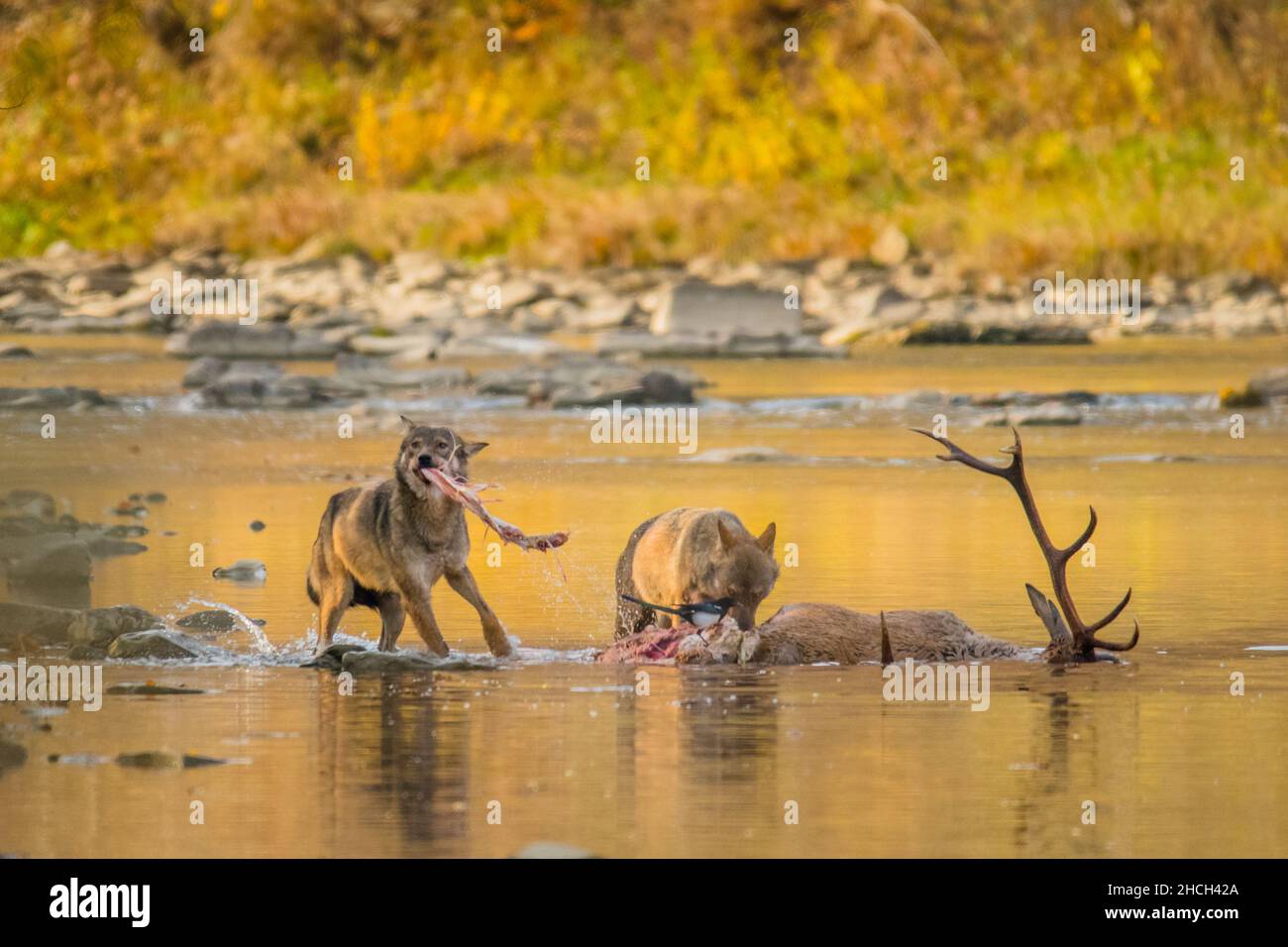 Wolf with deer hi-res stock photography and images - Alamy