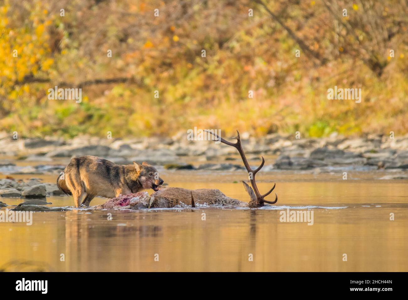 A Grey Wolf (Canis lupus) eating a deer. Bieszczady, Carpathians ...