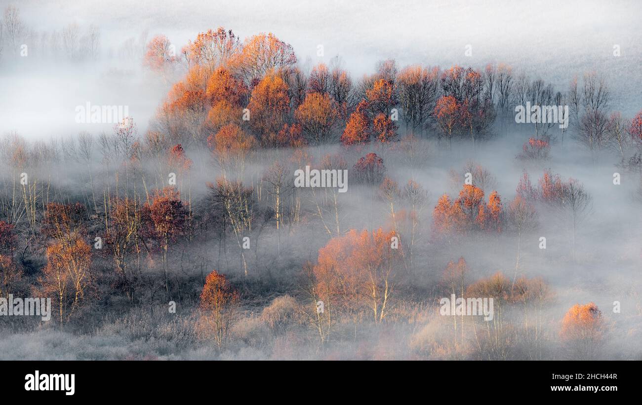 Leaves that look like fire hi-res stock photography and images - Alamy