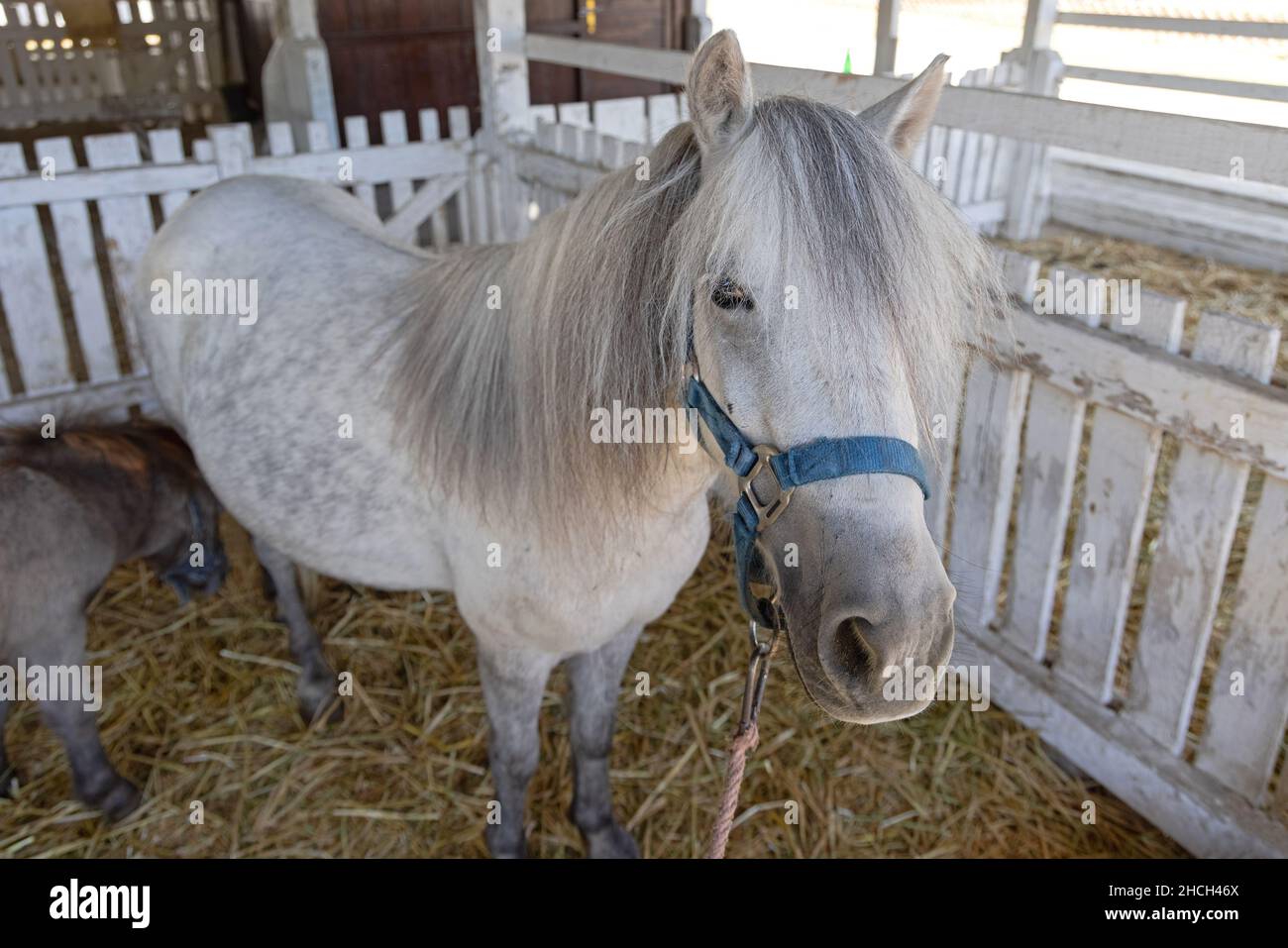 Newborn pony hi-res stock photography and images - Alamy