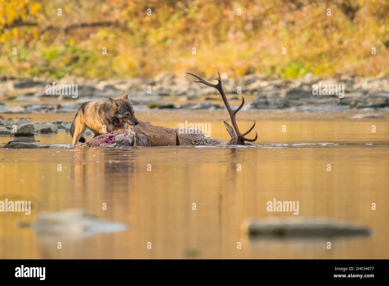A Grey Wolf (Canis lupus) eating a deer. Bieszczady, Carpathians ...