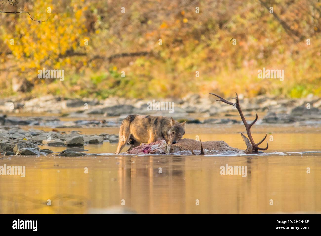 Grey wolf europe deer hi-res stock photography and images - Alamy